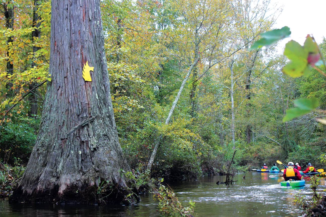Paddling the Dragon | Chesapeake Bay Magazine