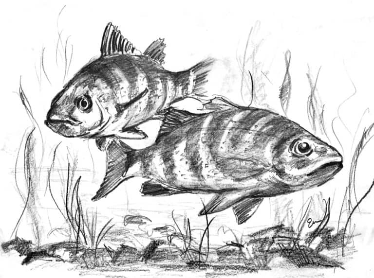 Chesapeake Panfish | Chesapeake Bay Magazine