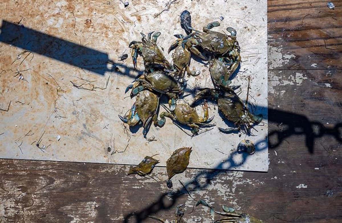 Survey: Blue Crab Population "Robust", Demand High | Chesapeake Bay ...