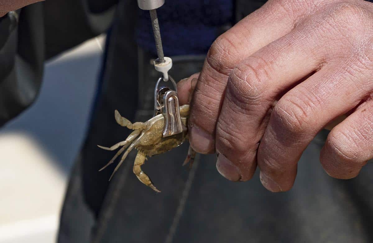 Survey: Blue Crab Population "Robust", Demand High | Chesapeake Bay ...