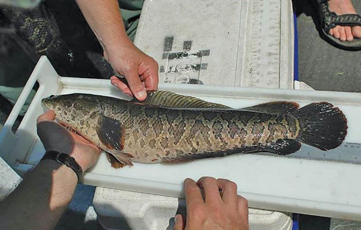 Snakehead Sightings Halt Conowingo Fish Lift | Chesapeake Bay Magazine