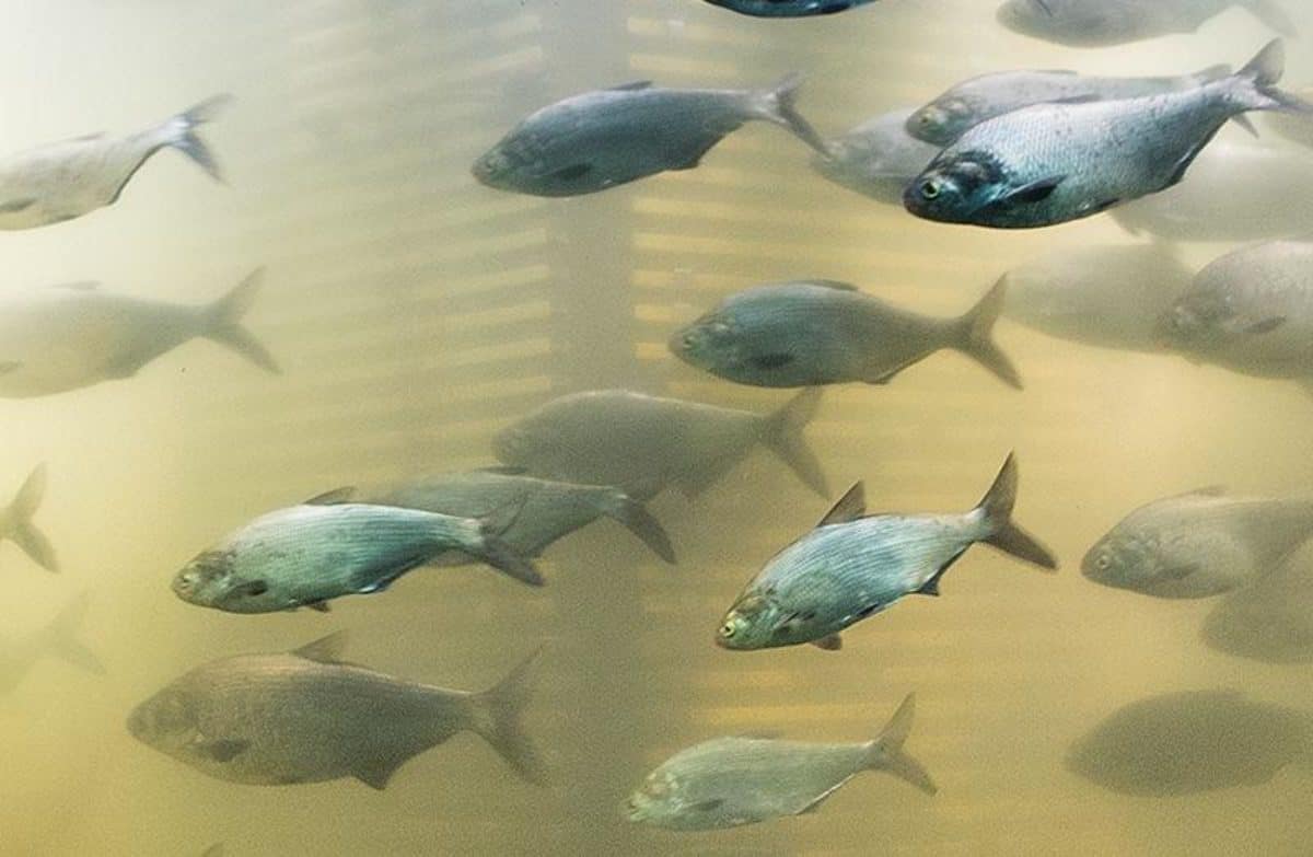Conowingo Dam Fish Lift "Non-Essential," Shad May Suffer | Chesapeake ...