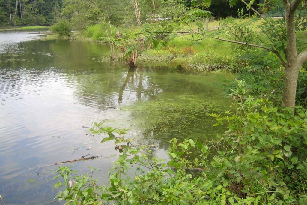 Slightly-Reduced Dead Zone Predicted in Bay | Chesapeake Bay Magazine