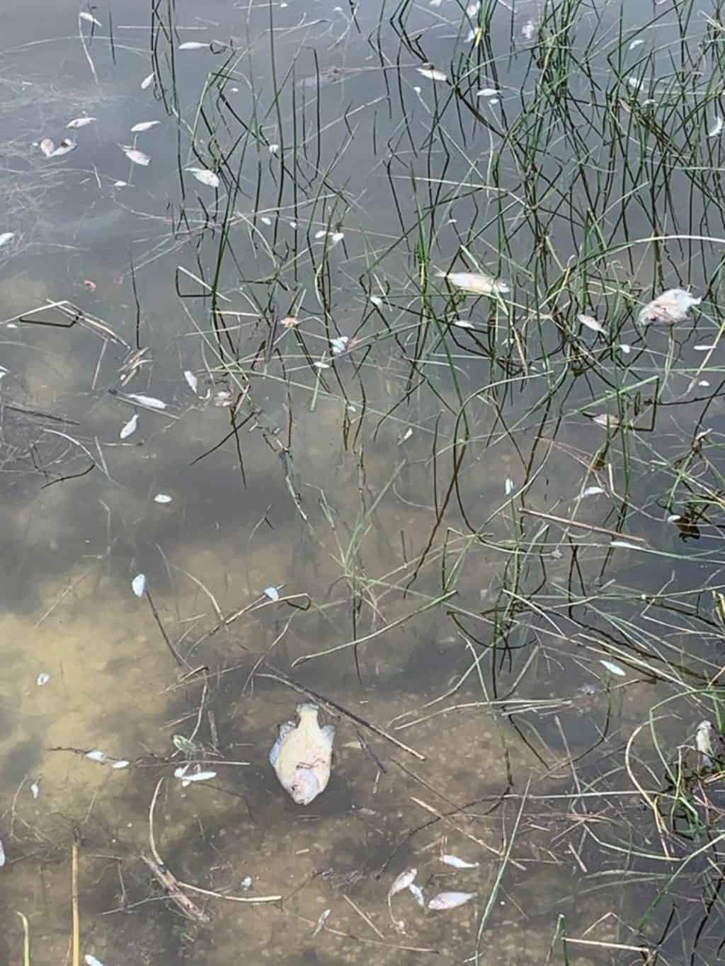Spotted: Jimmy Buffett Docking, Dining on the Bay | Chesapeake Bay Magazine