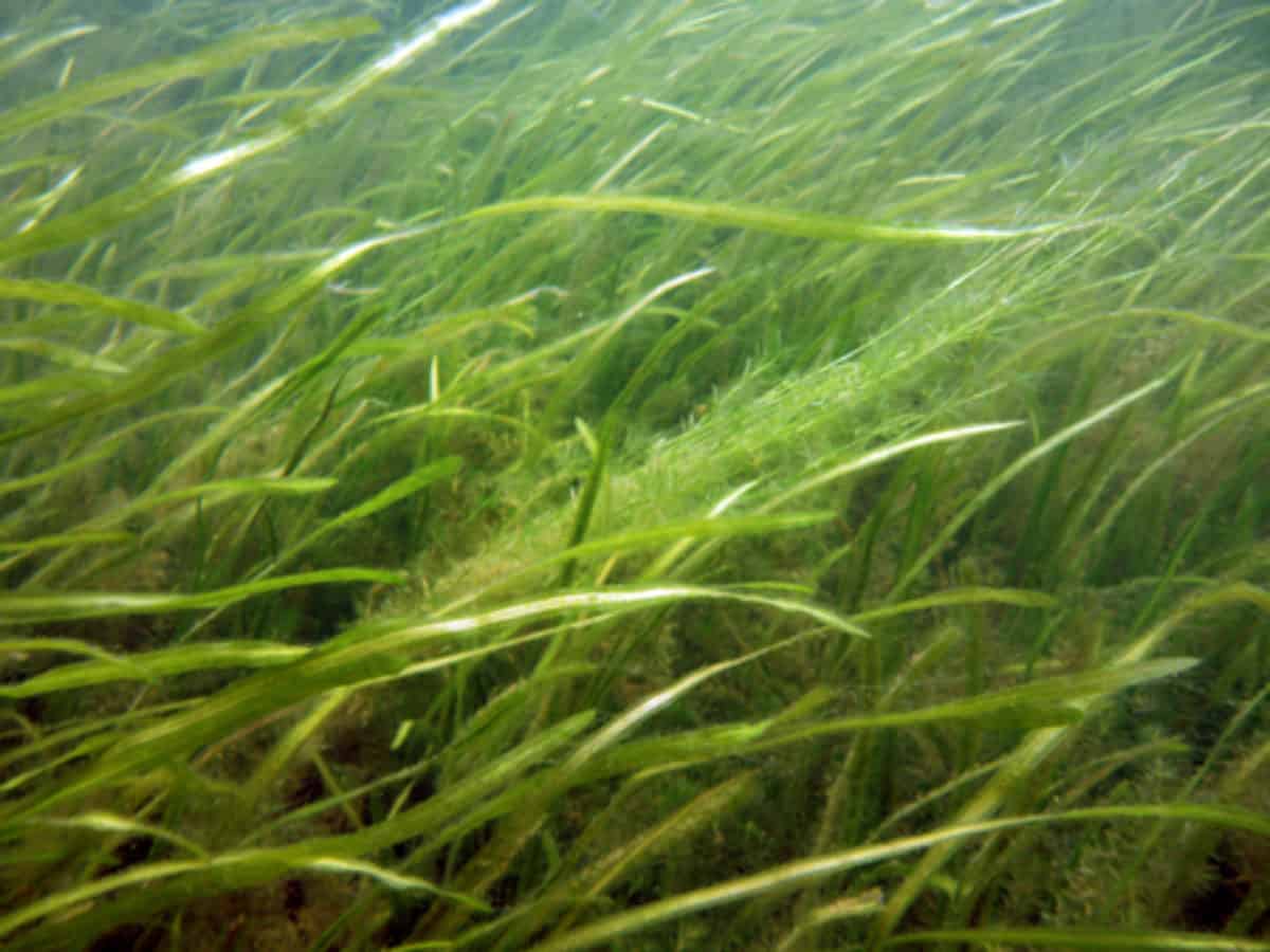 Underwater Grasses May Fight Acid in Bay | Chesapeake Bay Magazine