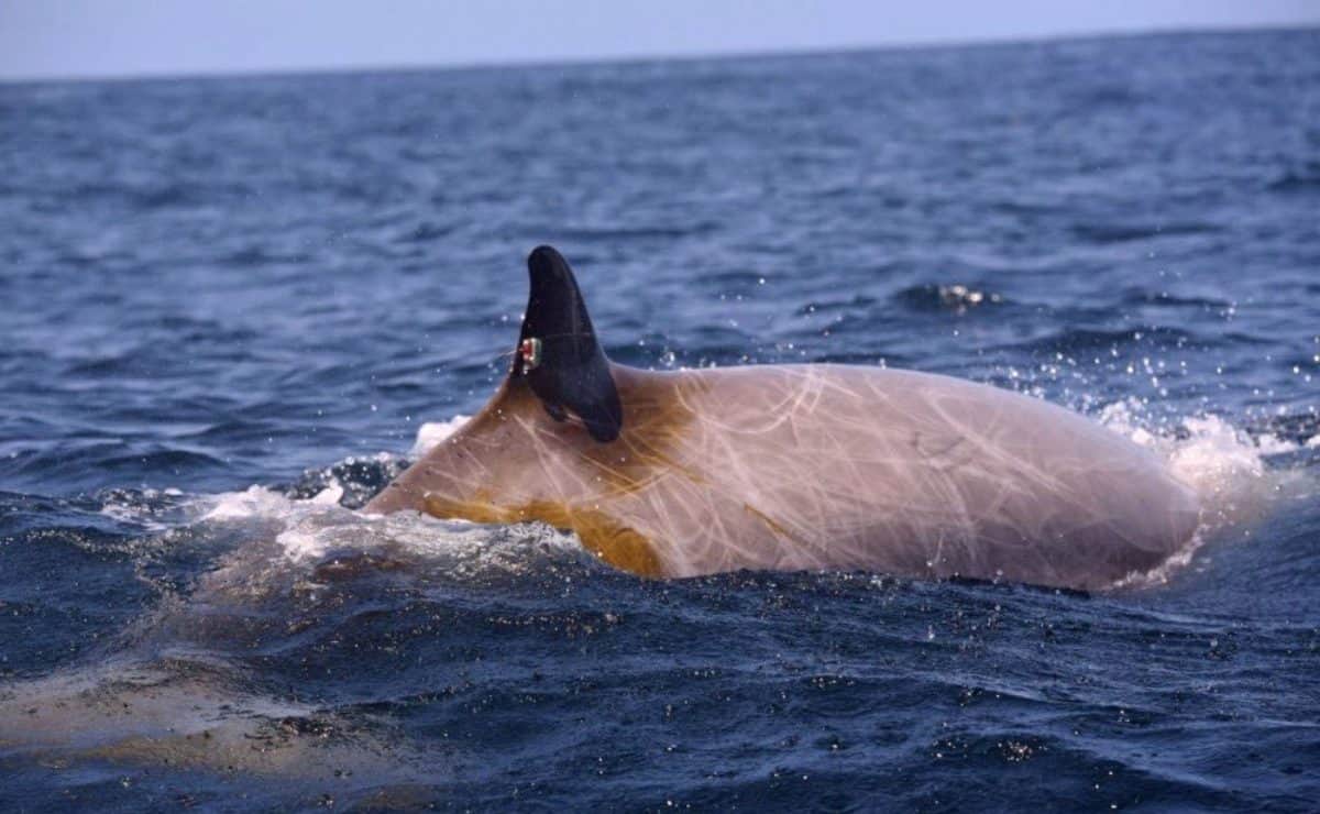 Navy Destroyer Helps Track Sonar's Impact on Whales off Va ...
