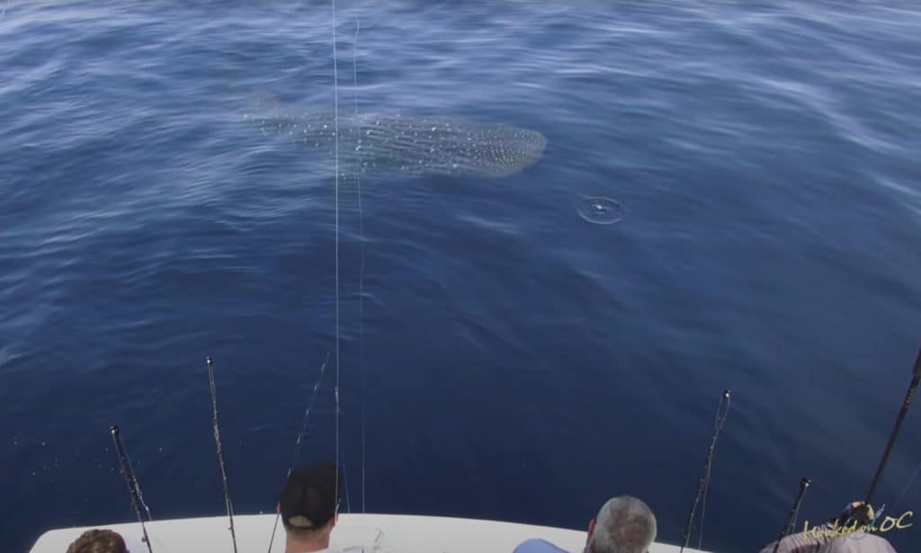 VIDEO: Close Encounter with World's Largest Shark Species off Ocean ...