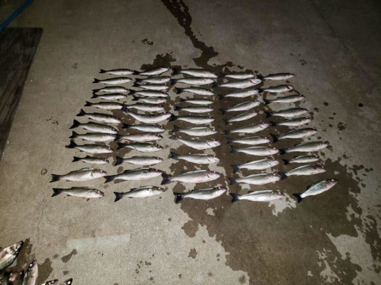 Men Caught with 57 Poached Rockfish at Baltimore Pier | Chesapeake Bay ...
