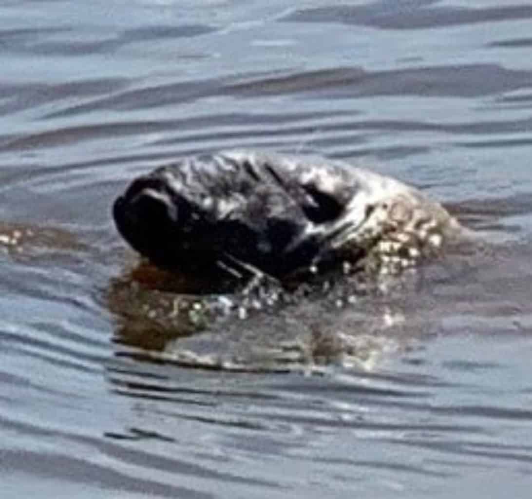 Rare Seal Sighting in Tidal James River | Chesapeake Bay Magazine