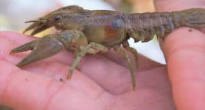 Invasive, "Aggressive" Crayfish Threatens Bay Watershed | Chesapeake ...