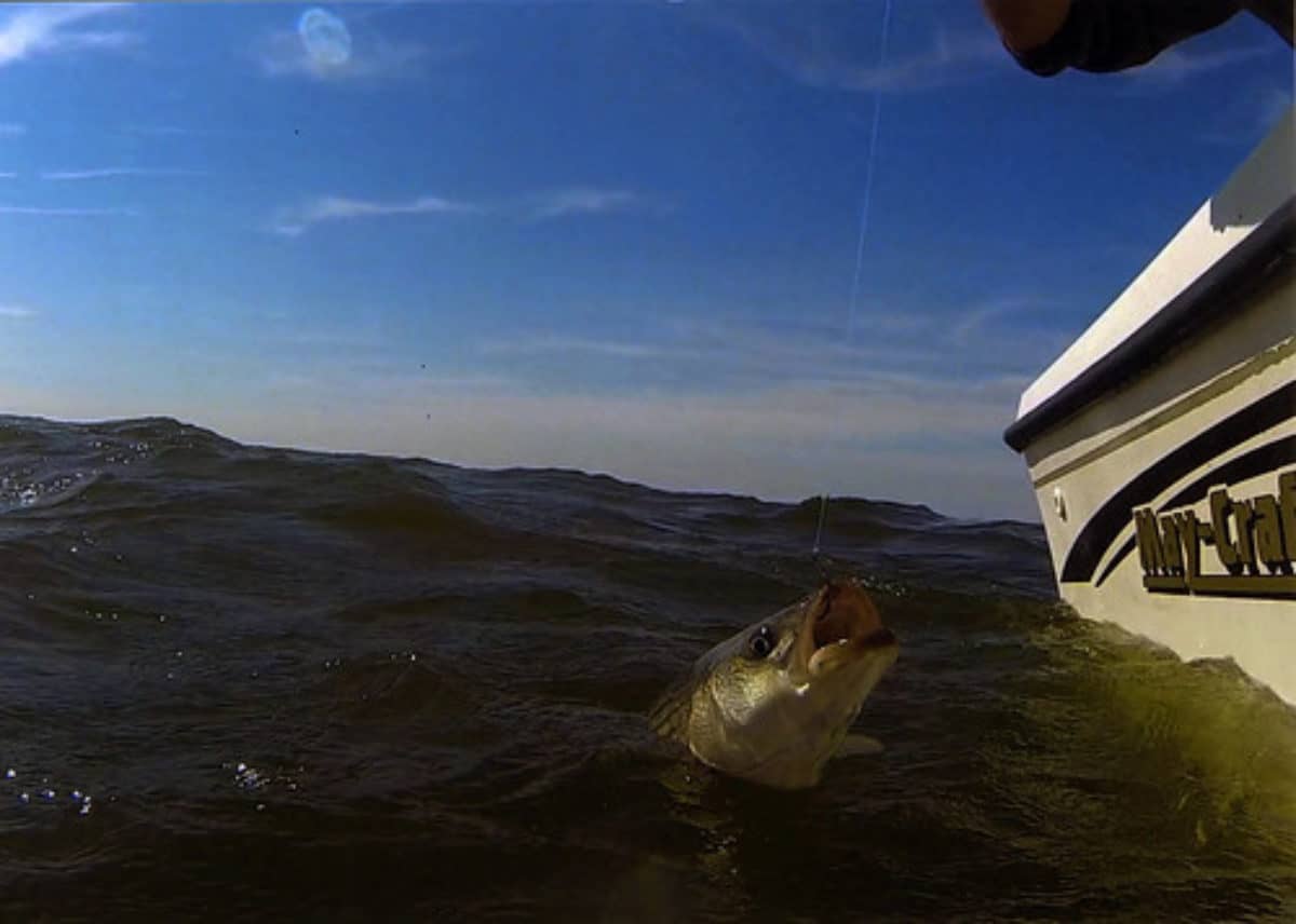 Md. Rockfish Season Closed Until September, Starting Sunday ...