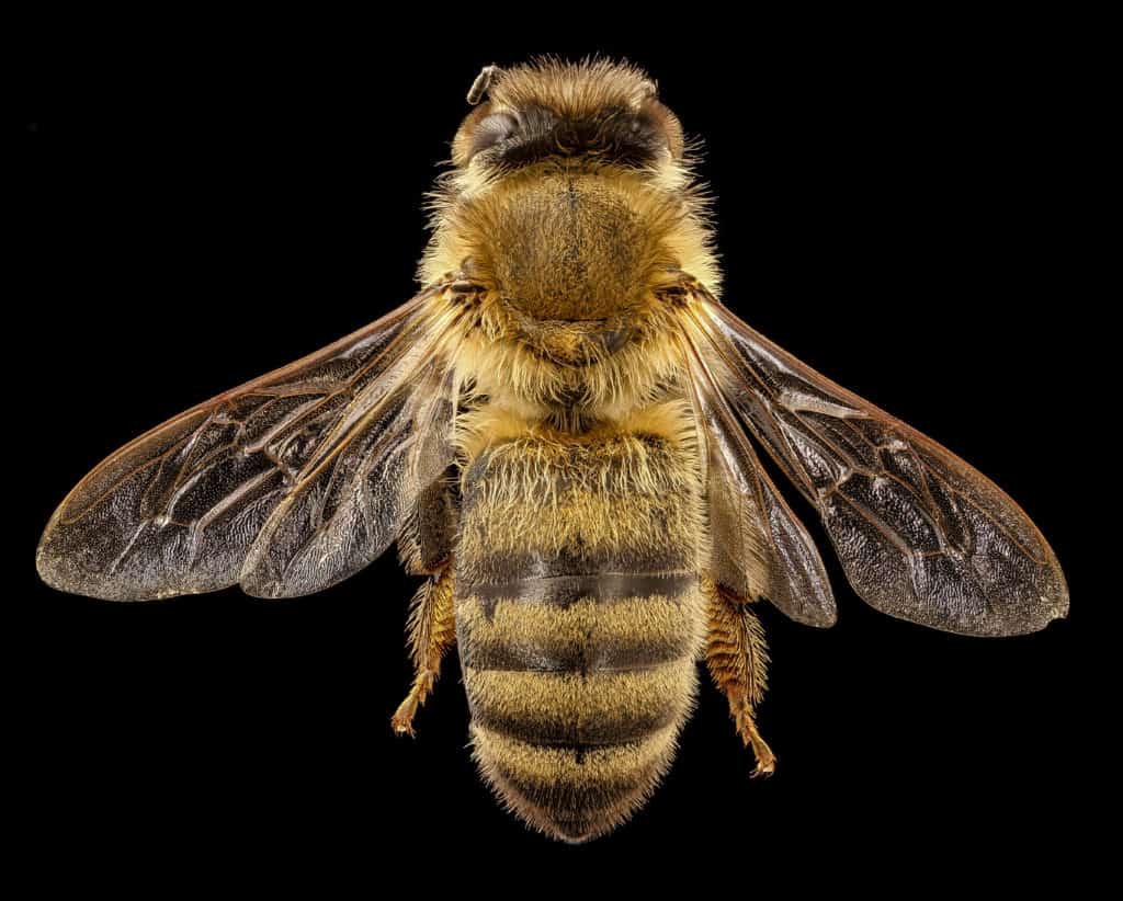 Bees for the Bay | Chesapeake Bay Magazine