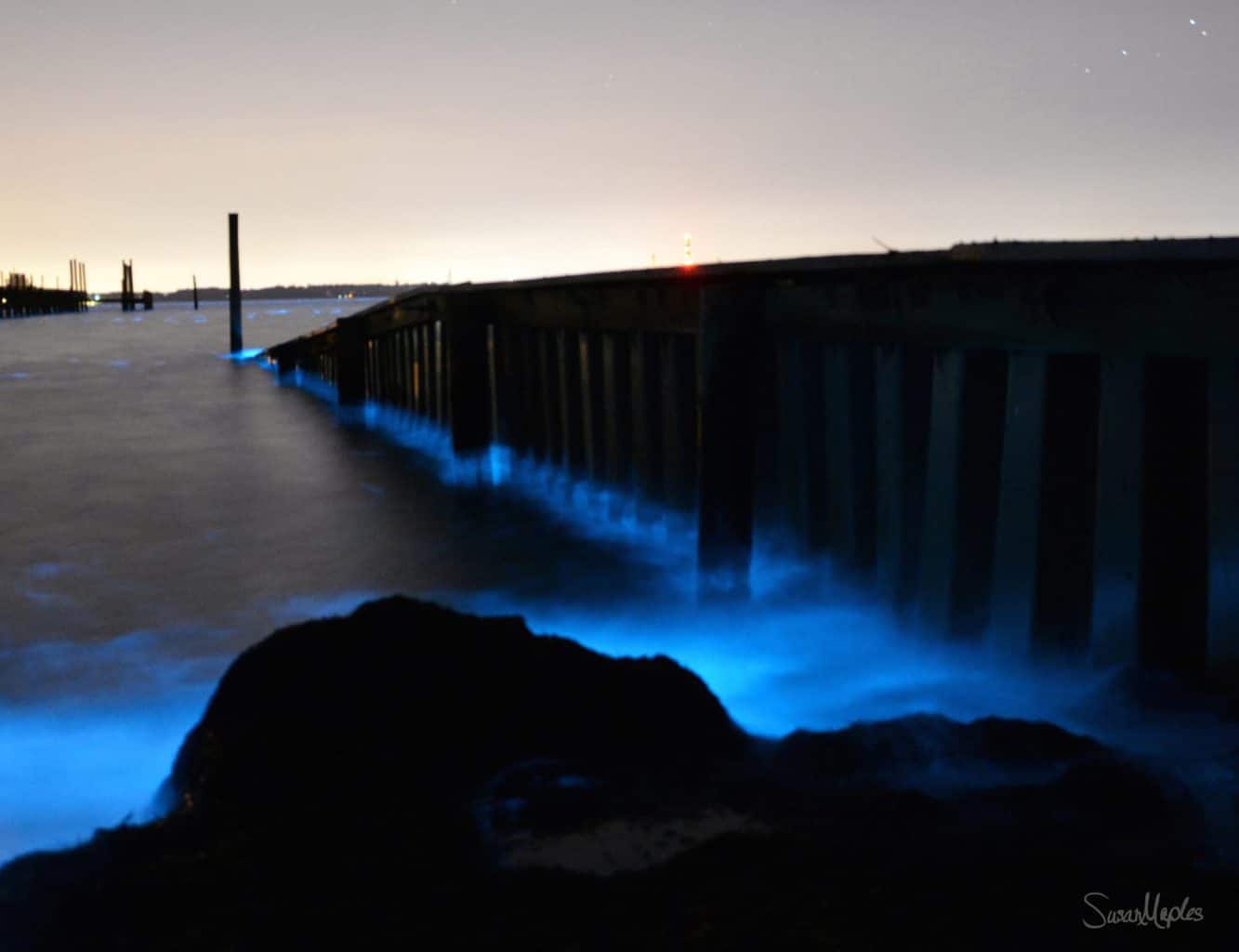 Massive, Glowing Algal Blooms Overtake Va. Waters | Chesapeake Bay Magazine