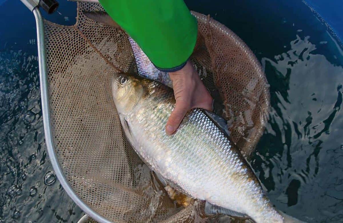 Study: Shad Recovery Efforts Aren't Paying Off | Chesapeake Bay Magazine