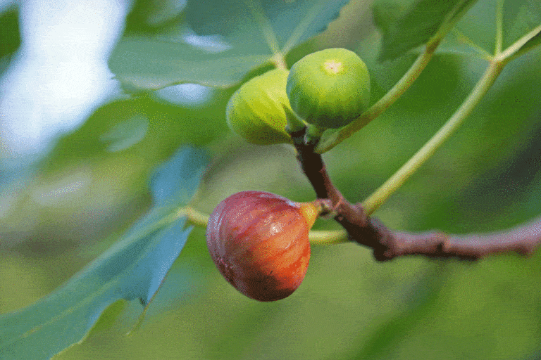 The Enduring Hog Island Fig | Chesapeake Bay Magazine