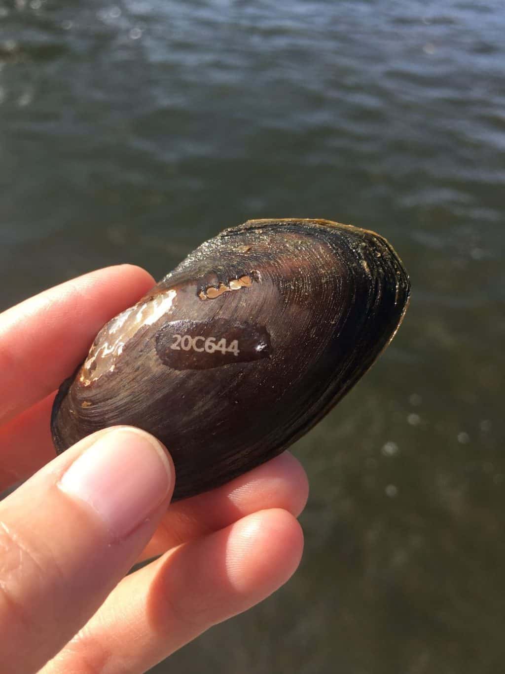 Va. Waterfront Comes Back to Life | Chesapeake Bay Magazine