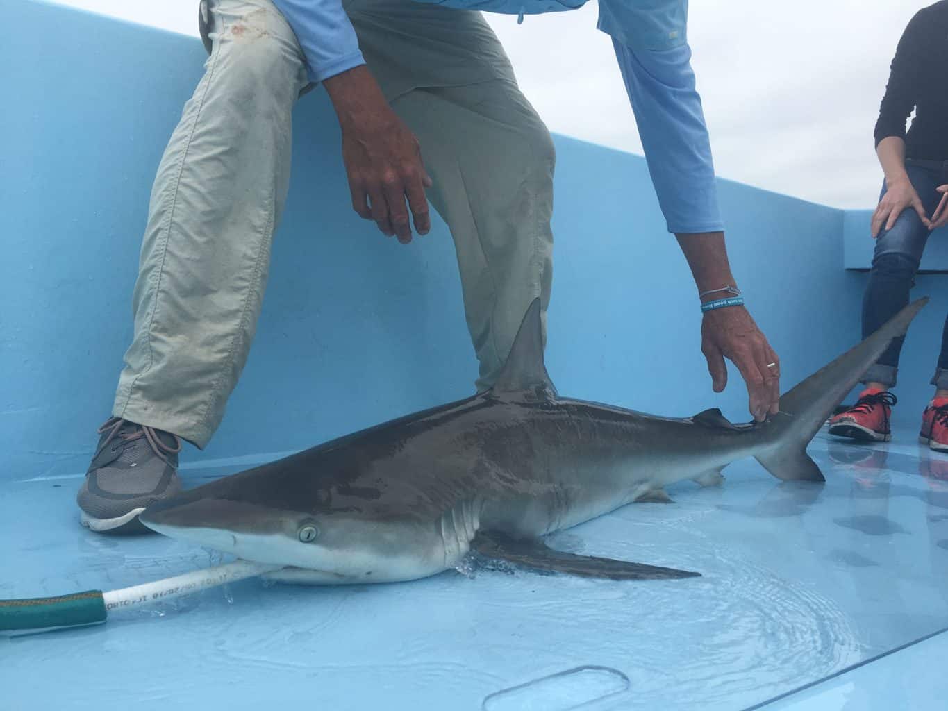 Snakehead Study Finds Nearly All of Blackwater's Native Fish in Decline ...