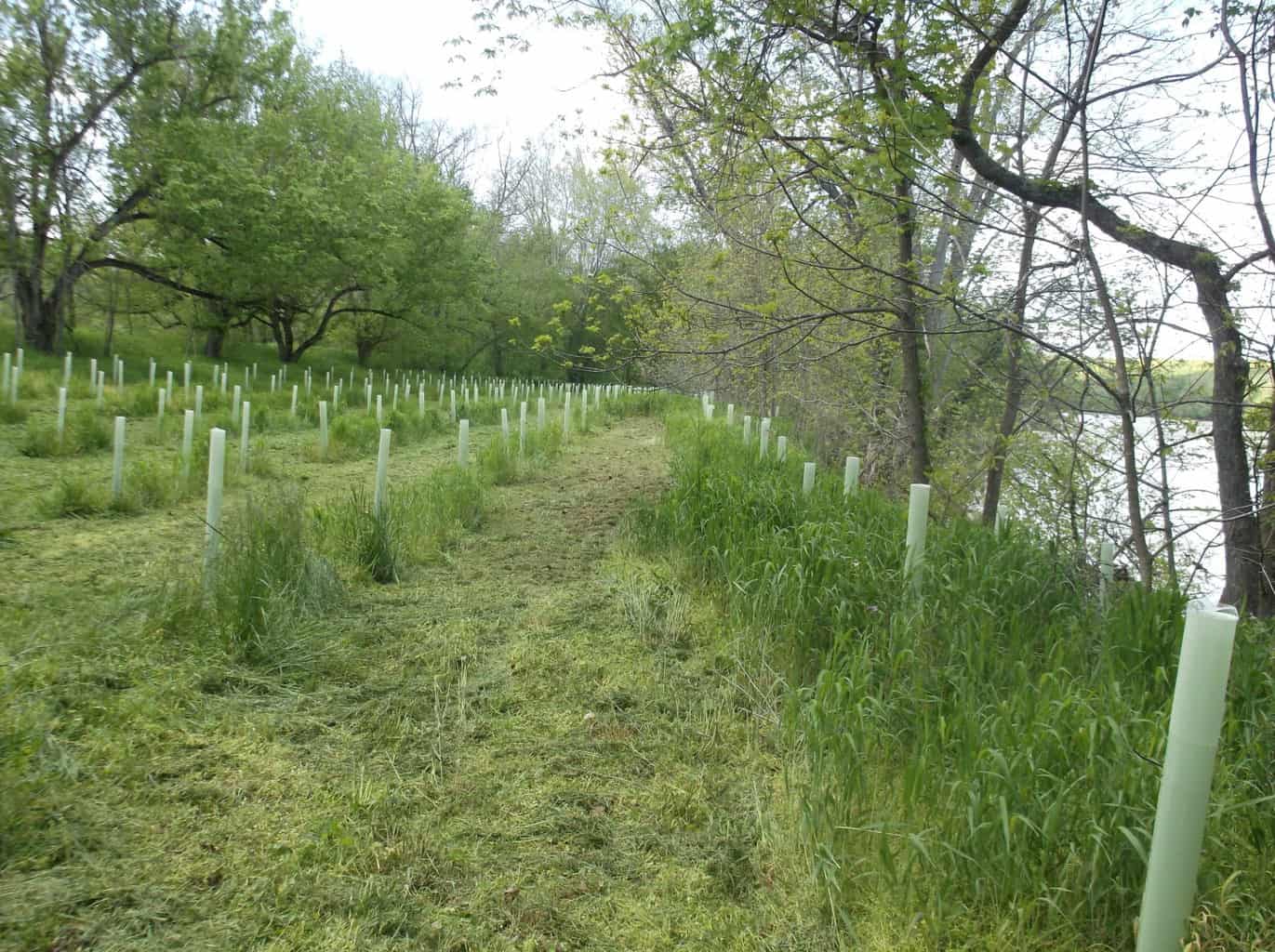 James River Tree Planting Effort Expands to $2.7 Million; Volunteers ...