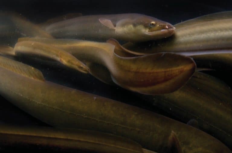 License to Eel | Chesapeake Bay Magazine