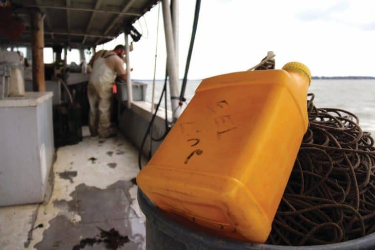 License to Eel | Chesapeake Bay Magazine