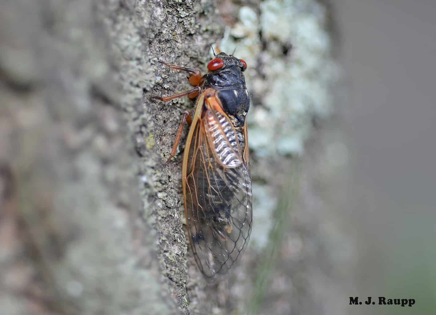 Cicadas are Coming: What to Expect in the Bay Region | Chesapeake Bay ...