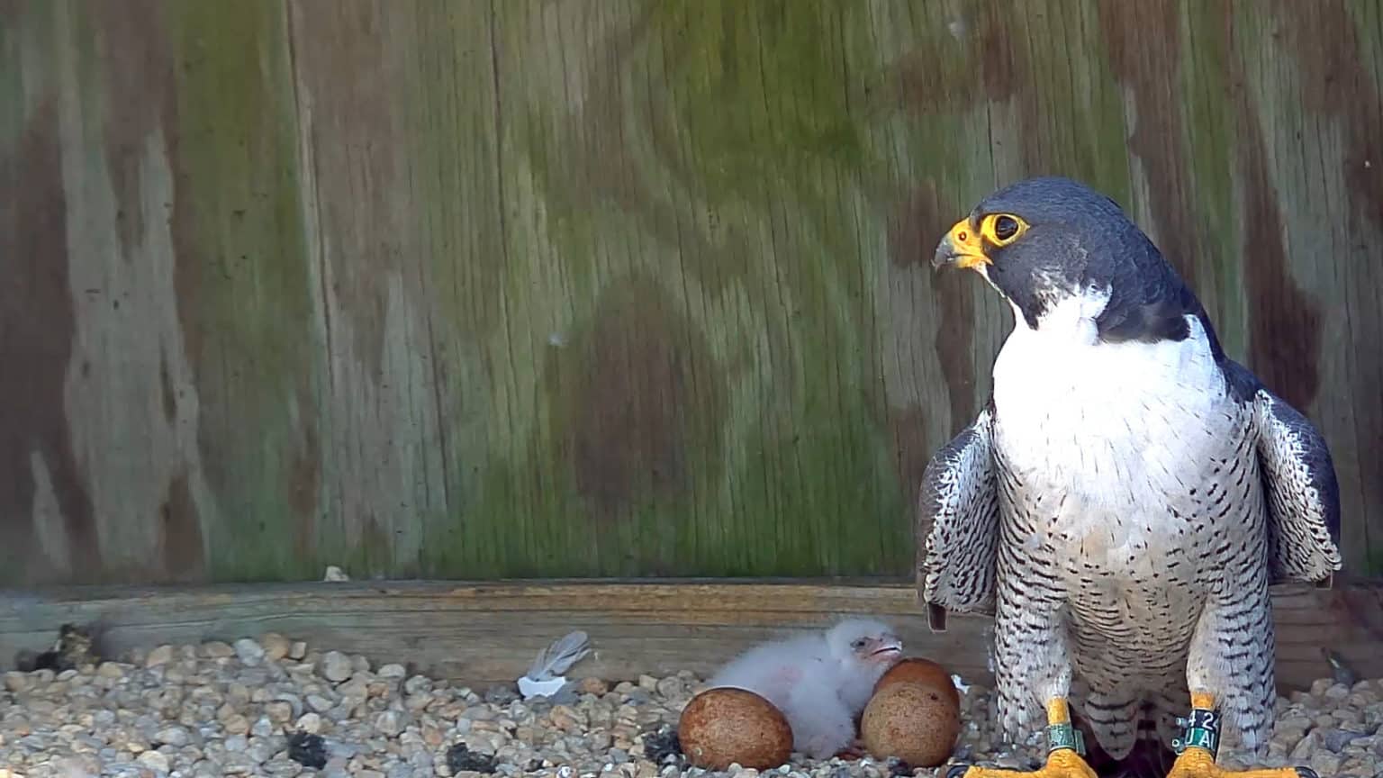 Richmond's Peregrine Falcon Cam Begins Dramatic New Nesting Season ...