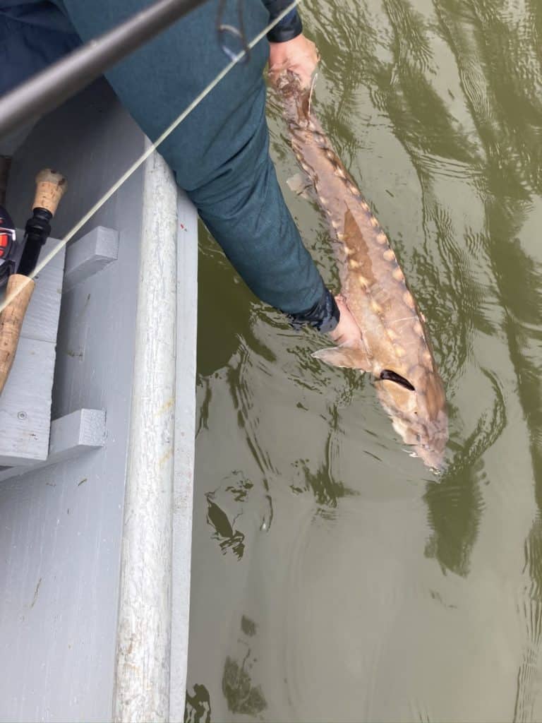 Rare Shortnose Sturgeon Caught in D.C. Waters | Chesapeake Bay Magazine