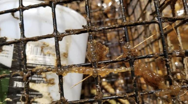 VIDEO: Magothy Yellow Perch Spawn Washed Out by Runoff | Chesapeake Bay ...