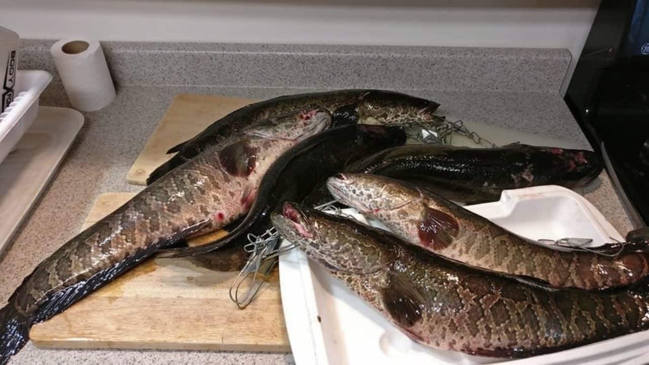 Great Chesapeake Invasives Count Back for 2021 | Chesapeake Bay Magazine