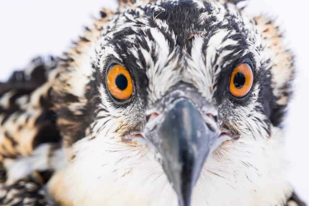 The Enduring Hog Island Fig | Chesapeake Bay Magazine