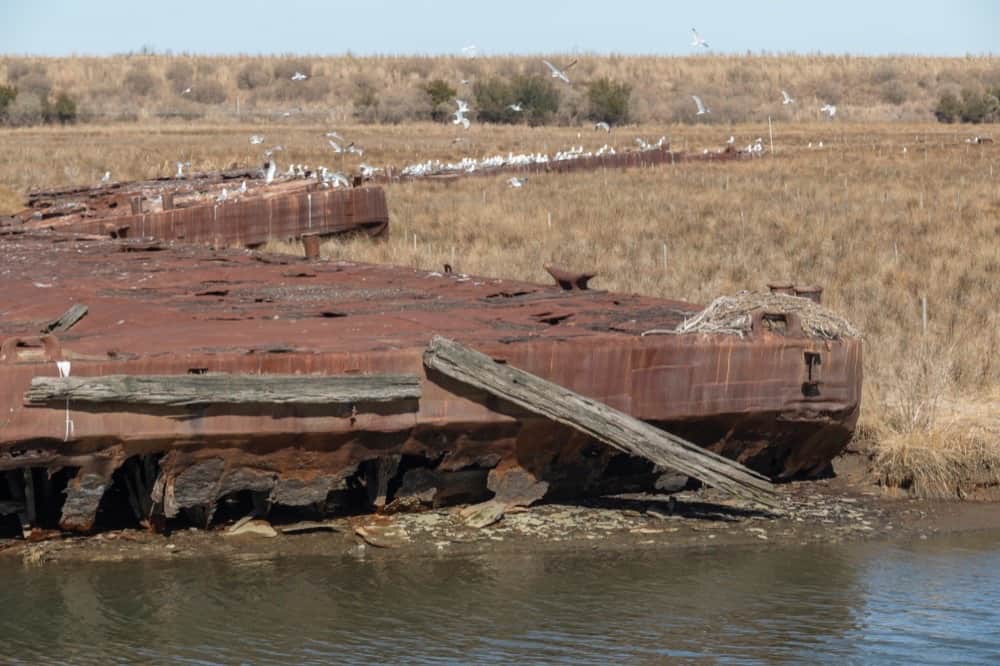 Return to Poplar Island | Chesapeake Bay Magazine