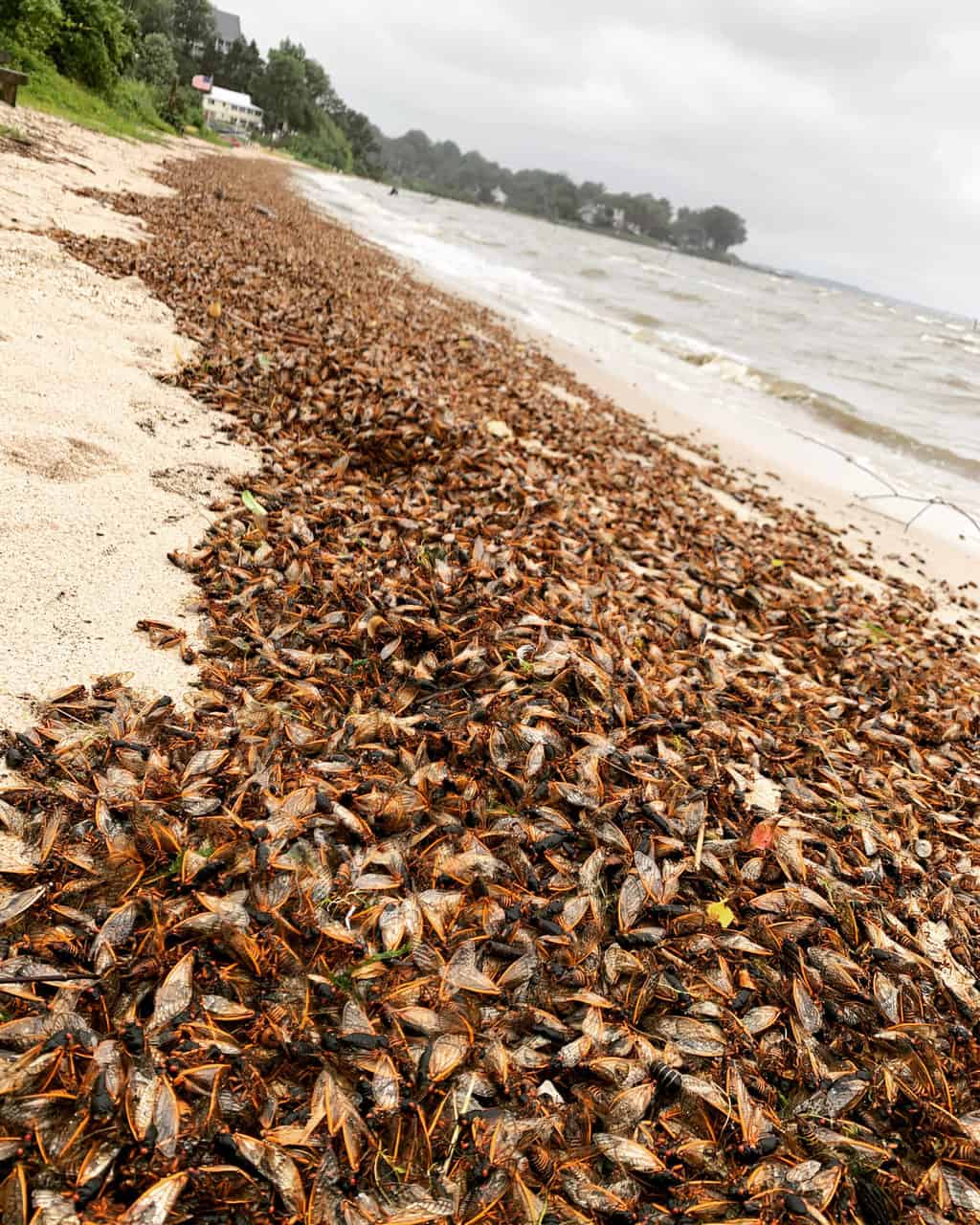 Cicadas Overtake Mid-Bay Beaches | Chesapeake Bay Magazine