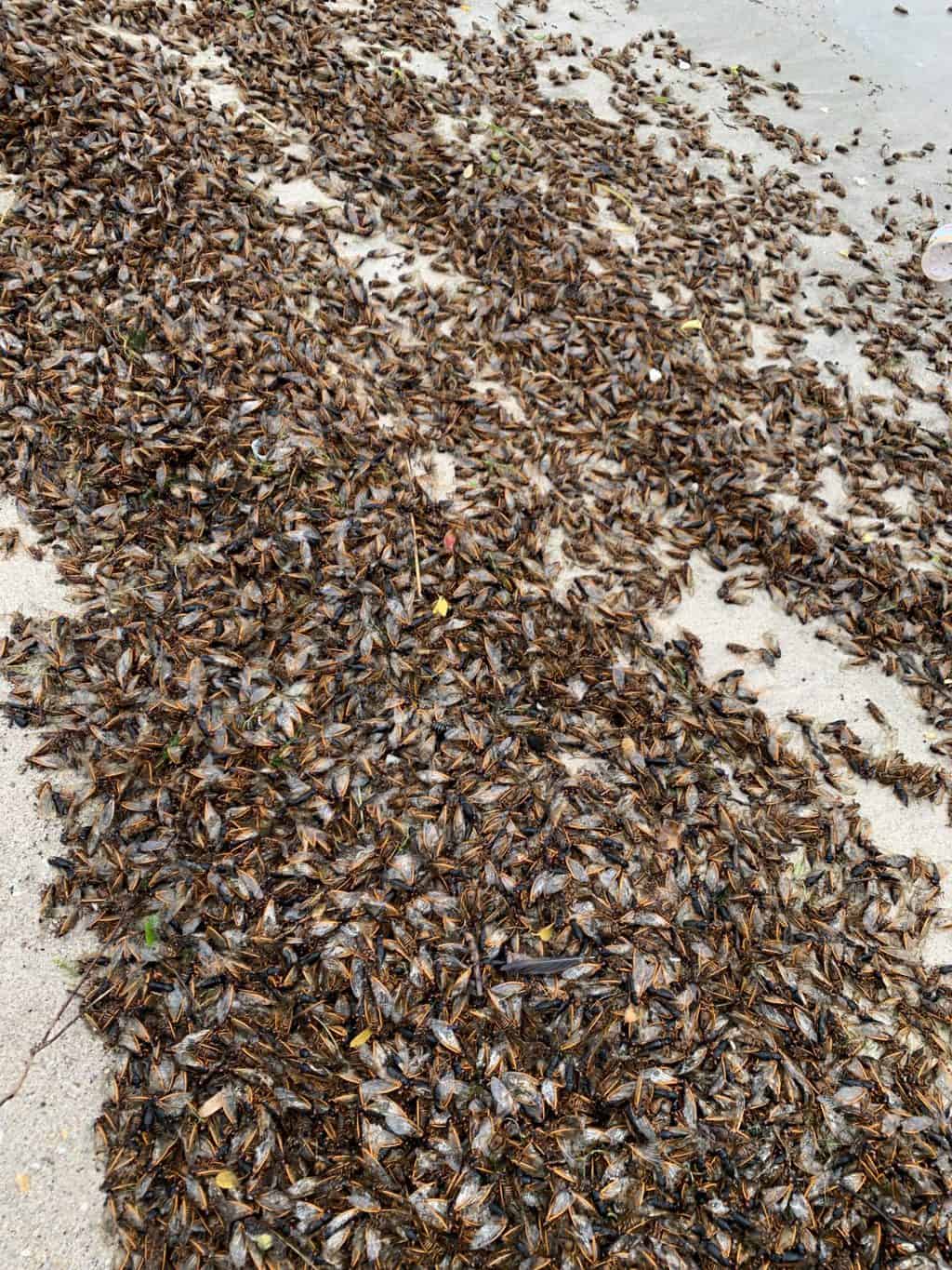 Cicadas Overtake Mid-Bay Beaches | Chesapeake Bay Magazine