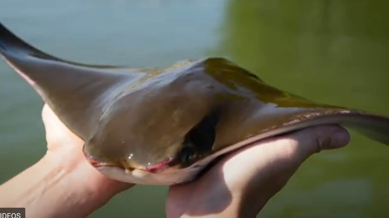 VIDEO: Cownose Rays Back in the Bay | Chesapeake Bay Magazine