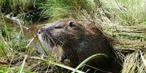 Va. On Alert for Invasive Nutria | Chesapeake Bay Magazine