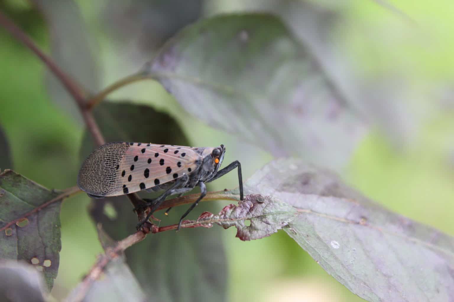Invasive Spotted Lanternfly Widens Range in MD Bay Watershed ...