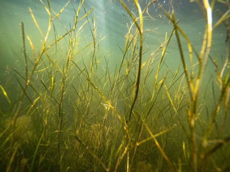 Underwater Grasses Decline for 2nd Year in a Row | Chesapeake Bay Magazine