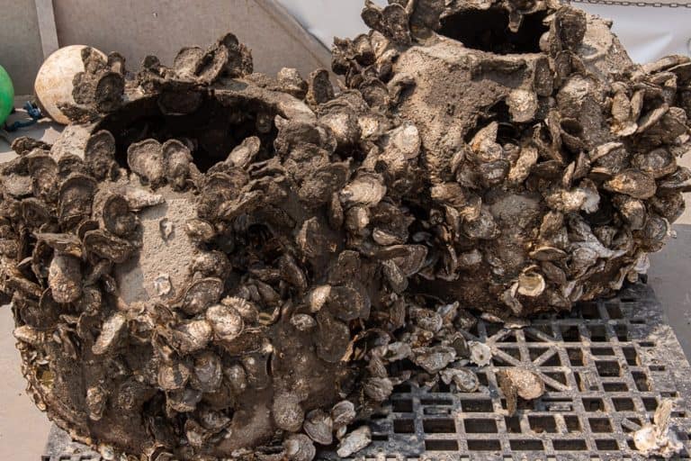 SLIDESHOW: Oyster Reef Balls Sunk off Chesapeake Beach | Chesapeake Bay ...