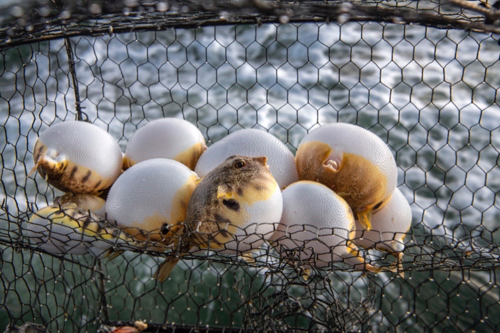 All Puffed Up | Chesapeake Bay Magazine