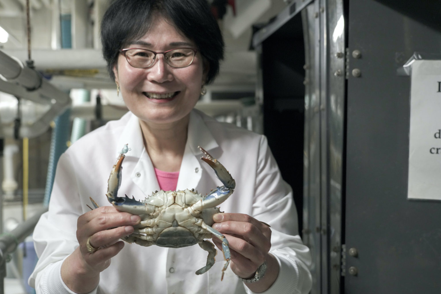 Md. Scientists Crack Blue Crab's Genetic Code | Chesapeake Bay Magazine