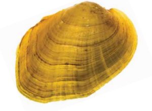 Va. Freshwater Mussel Among 23 Species Declared Extinct | Chesapeake ...