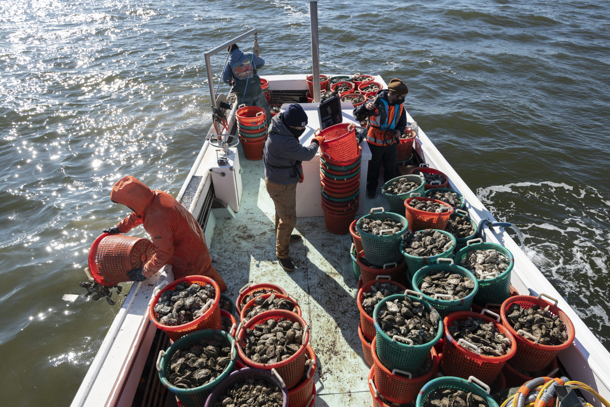 1.25 Million Overgrown Oysters Planted in Reefs since 2020 | Chesapeake ...