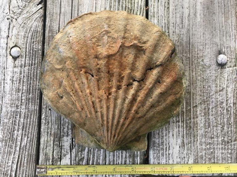 Boy Finds Intact Prehistoric Shell in Va.'s Urbanna Creek | Chesapeake ...