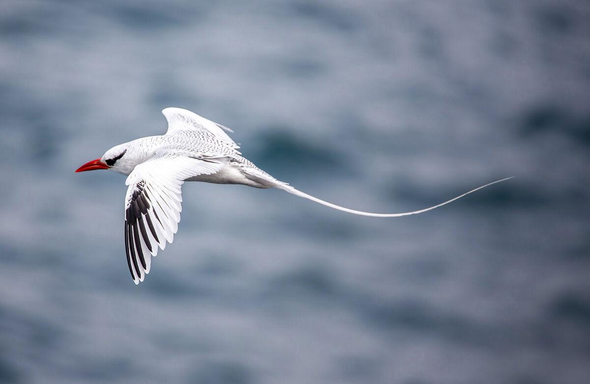 A Year of Rare Birds Thrills Md. Birdwatchers | Chesapeake Bay Magazine