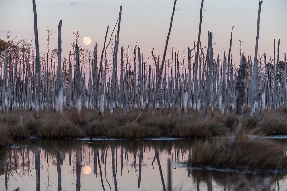 Ghost Story | Chesapeake Bay Magazine
