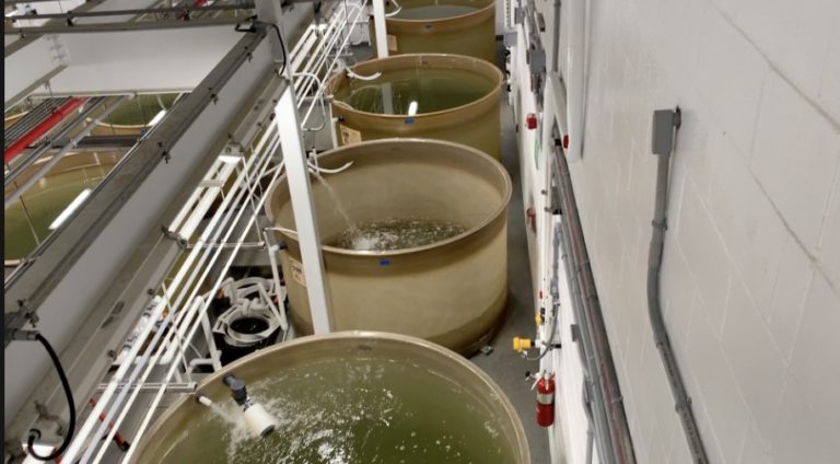 VIDEO: Behind the Scenes at Eastern Shore's New Commercial Aquaculture ...