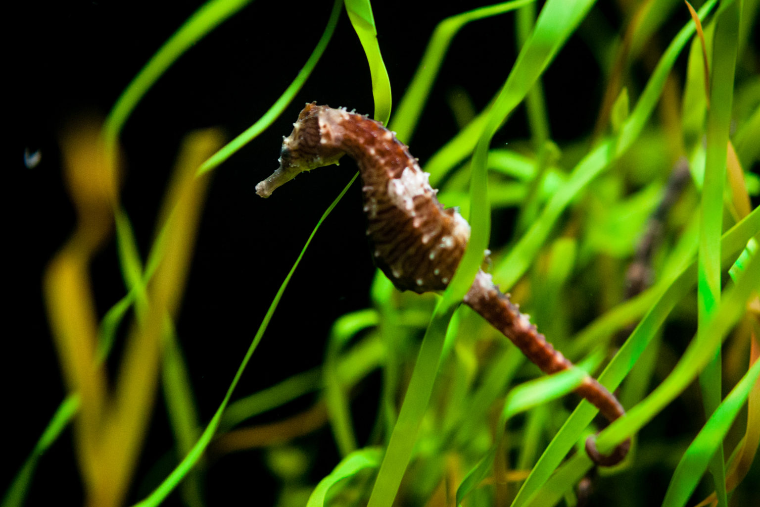 Saddle up with the Bay's Tiny Seahorses | Chesapeake Bay Magazine