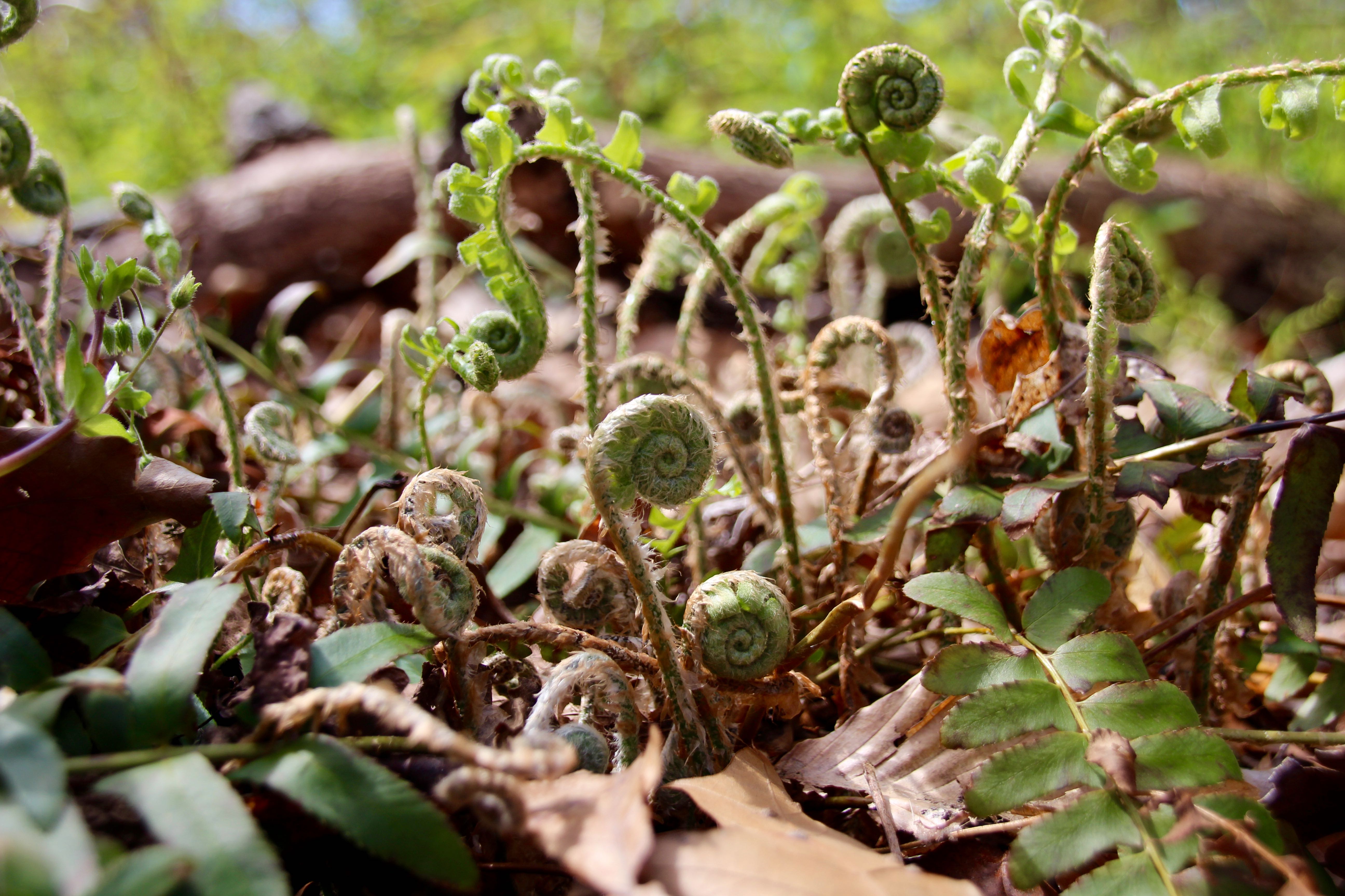 Finding Fiddleheads, Picking Pawpaws | Chesapeake Bay Magazine