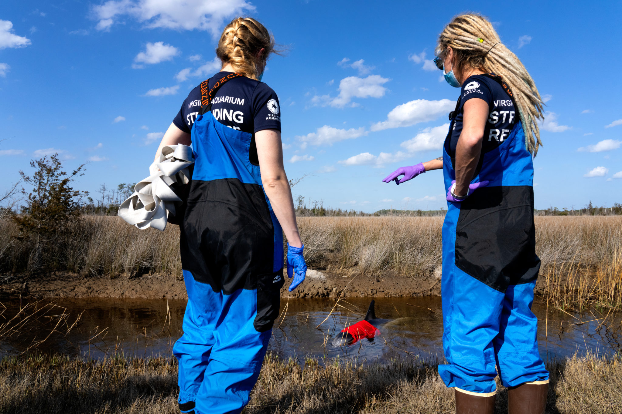 Va. Experts Investigate Spate of Recent Dolphin Strandings | Chesapeake ...
