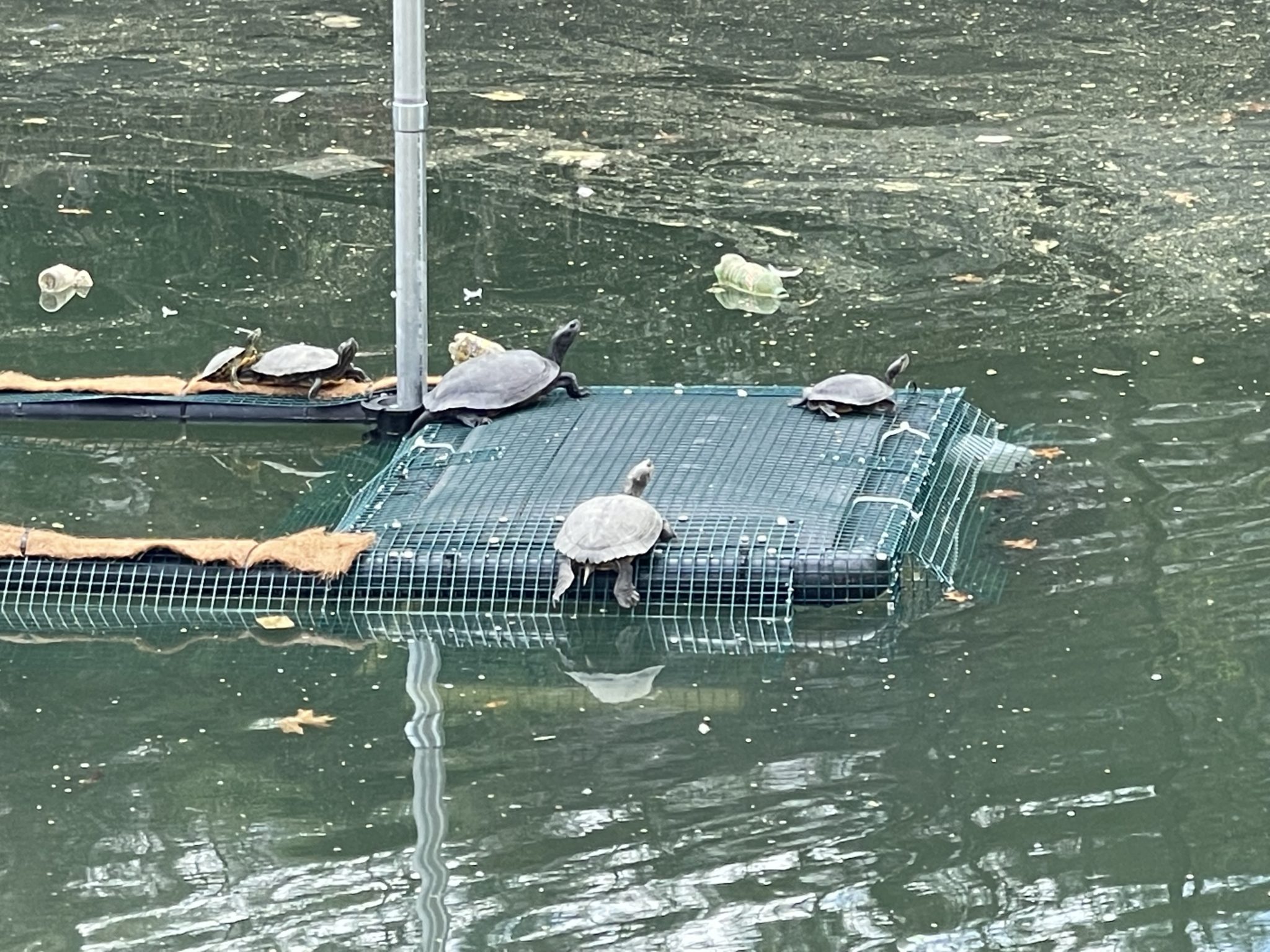 First "Turtle Island" Comes to Baltimore Harbor | Chesapeake Bay Magazine